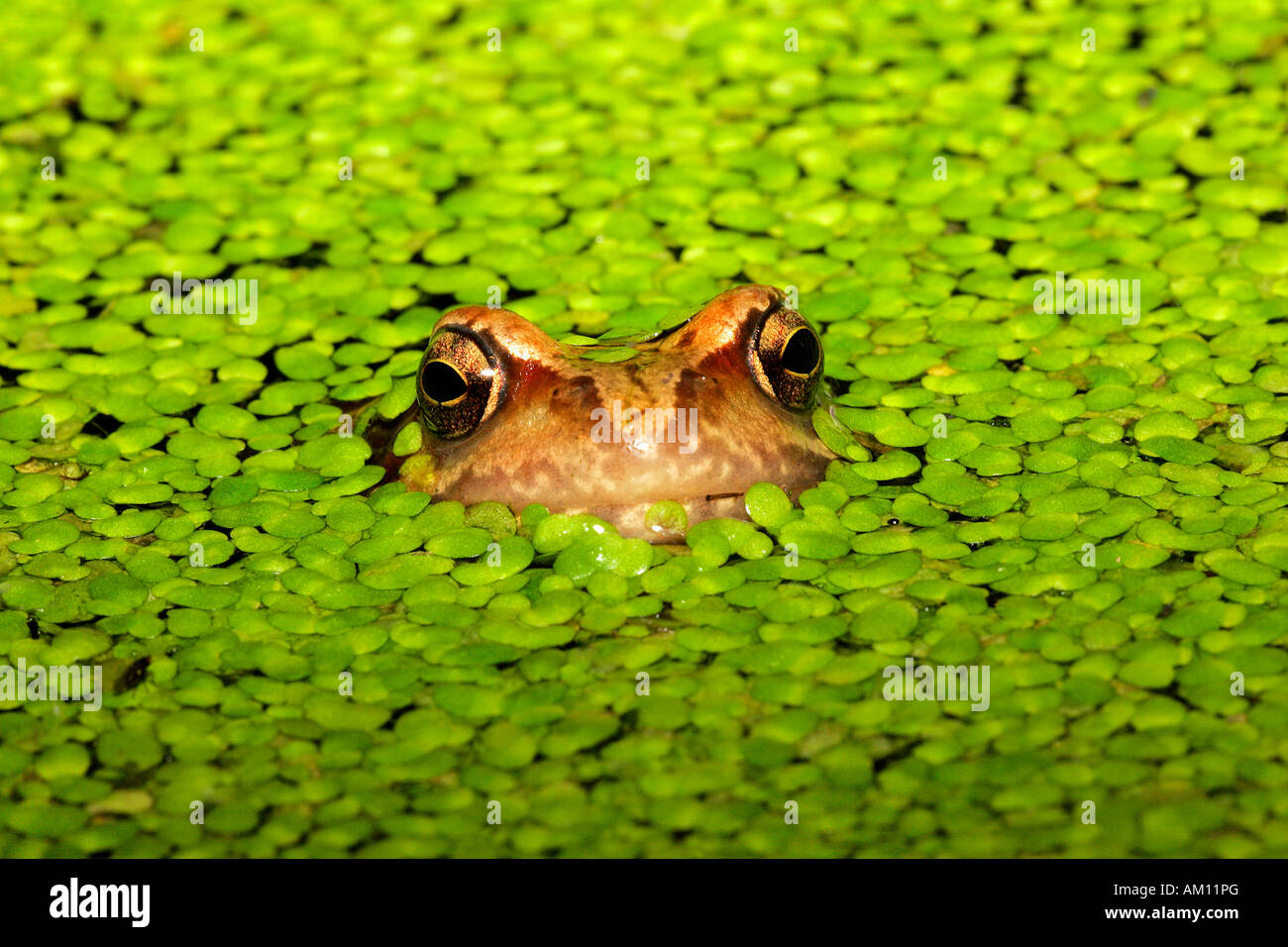 Common frog - grass frog sitting in a pond between common duckweeds ...