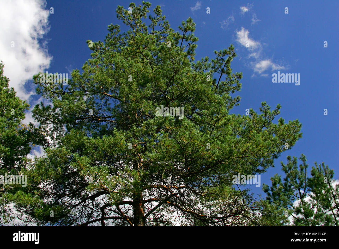Scotch pine - scots pine - conifer - (Pinus sylvestris Stock Photo - Alamy
