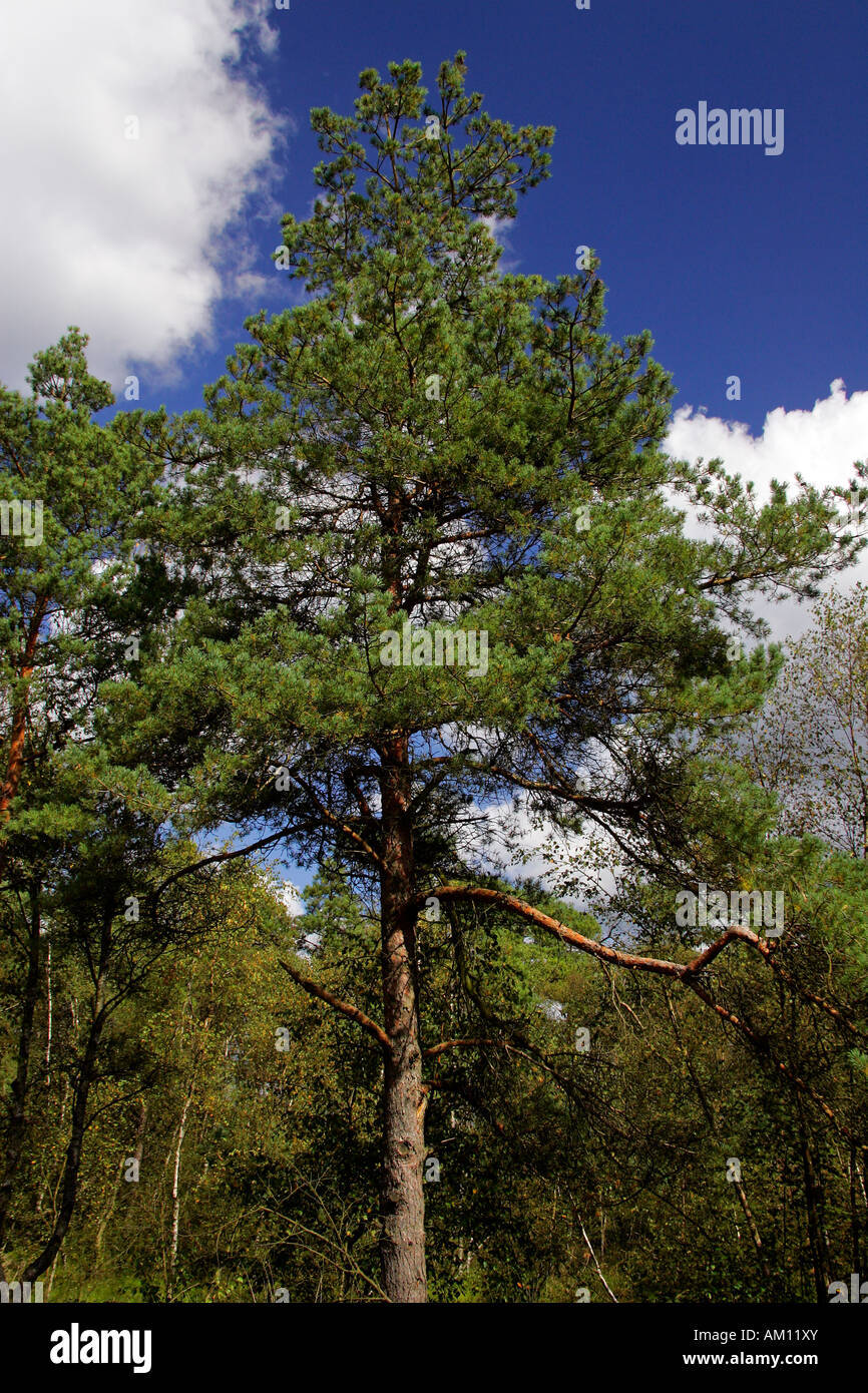 Scotch pine - scots pine - conifer - (Pinus sylvestris Stock Photo - Alamy