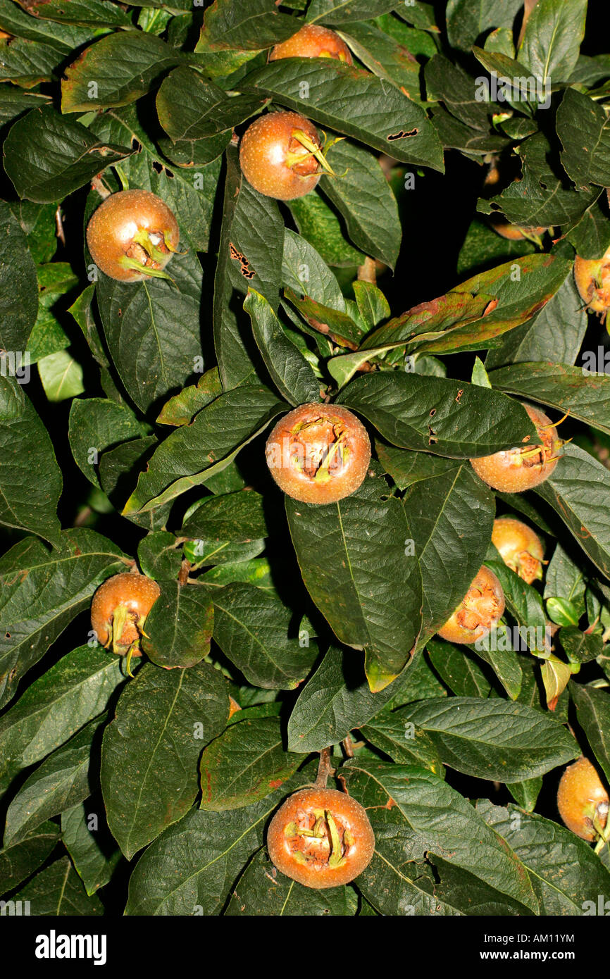 Medlar tree hi-res stock photography and images - Alamy Medlar tree hi-res stock photography and images - Alamy