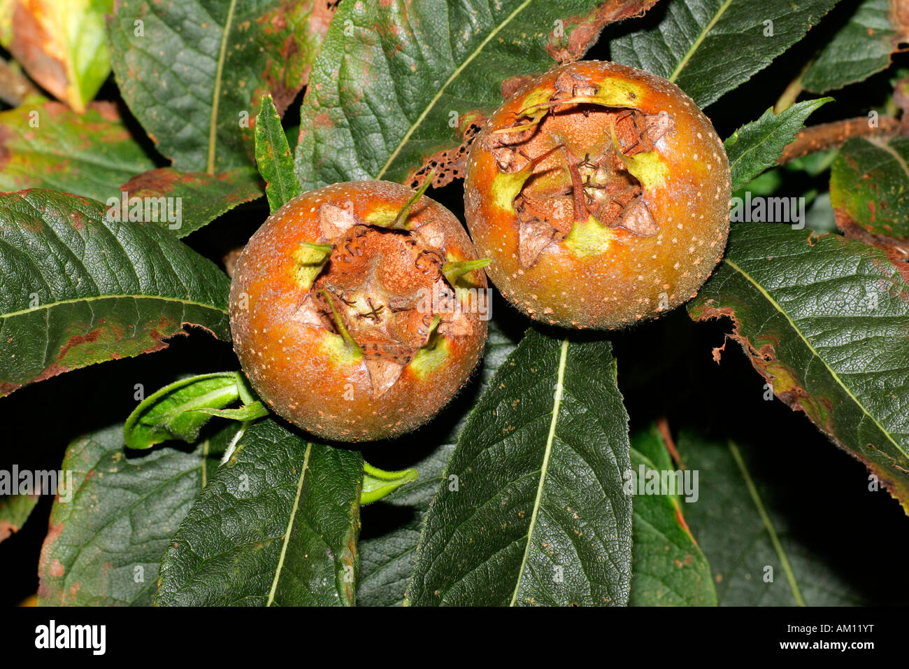 Medlar - fruits - leaves - common medlar - tree (Mespilus germanica ...