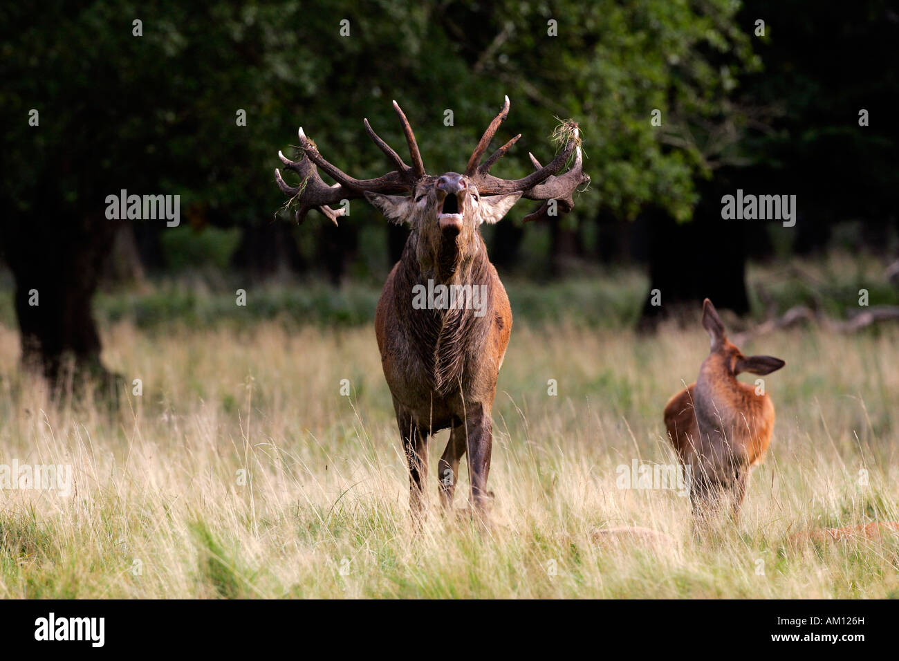 Hirschfoto hi-res stock photography and images - Alamy