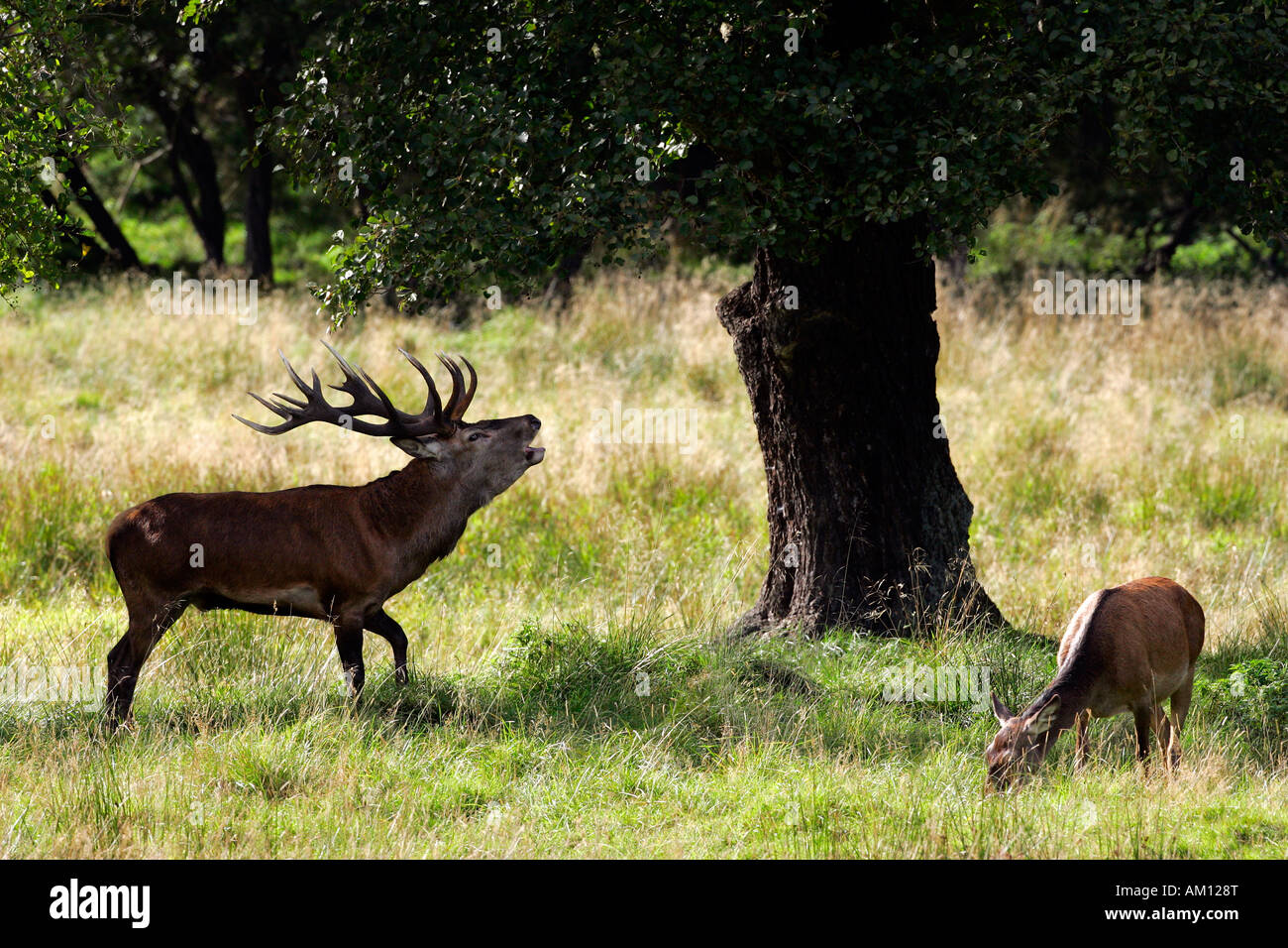 Hirschfoto hi-res stock photography and images - Alamy