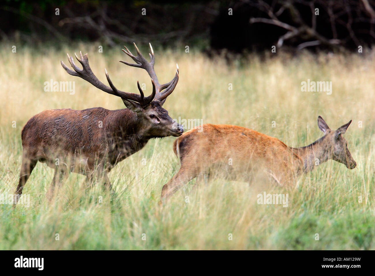 Red stag during the rut following a hind - red deer in heat - behaviour ...