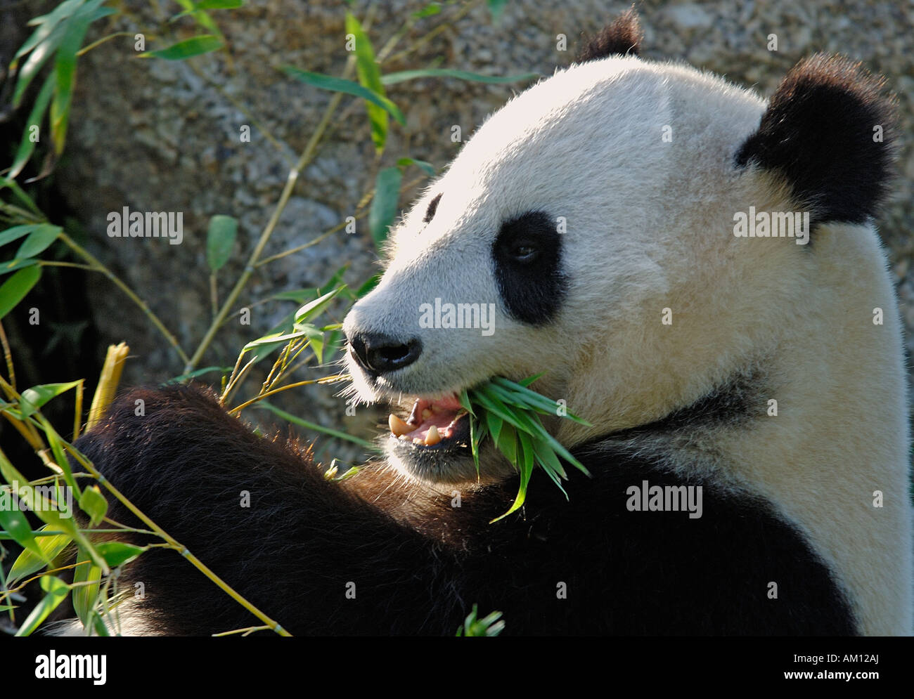 Giant panda (Ailuropoda melanoleuca), "black-and-white cat-foot ...