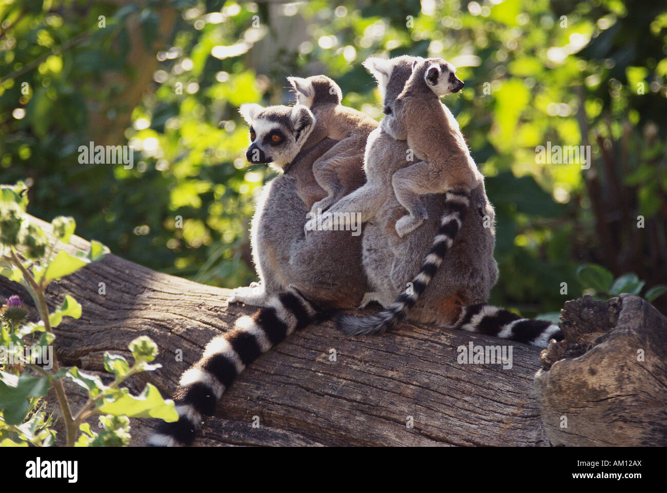 Ring-tailed Lemurs (Lemur catta), adults with cubs on their backs ...