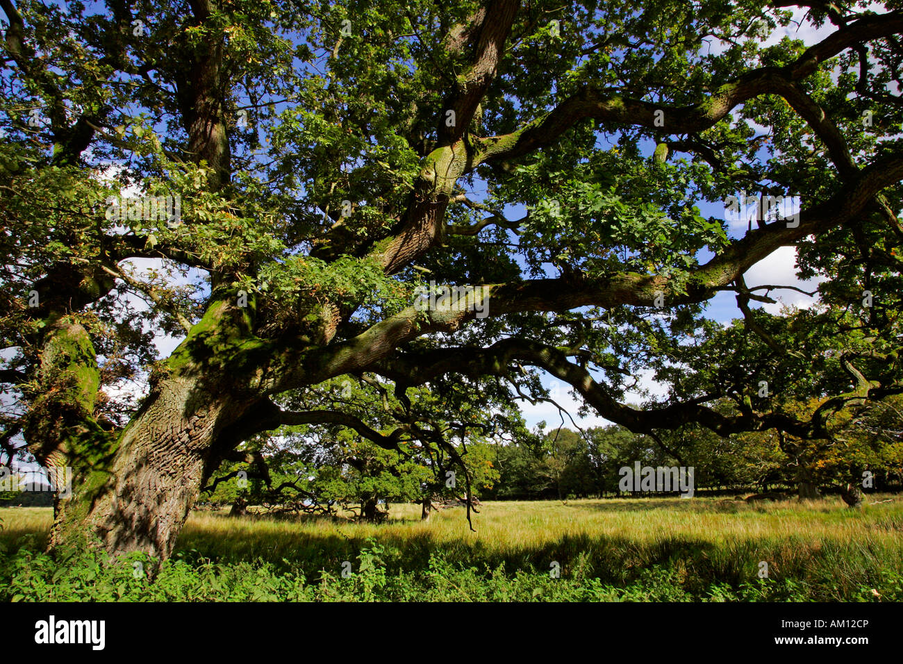 Very strong and old english oak - pedunculate oak (Quercus robur Stock ...