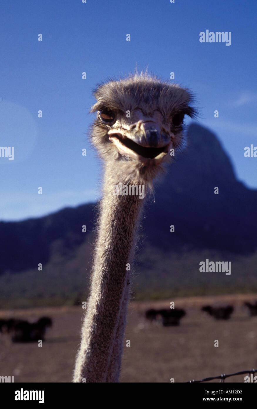 Ostrich face hi-res stock photography and images - Alamy