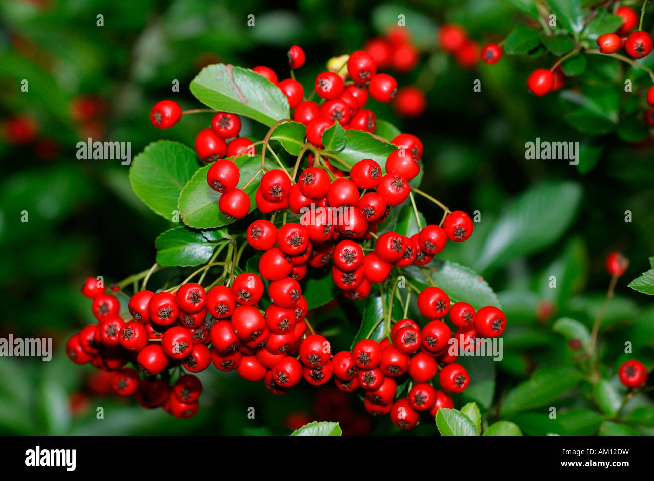Burning bush - firethorn - pyracanth (Pyracantha coccinea Stock Photo ...
