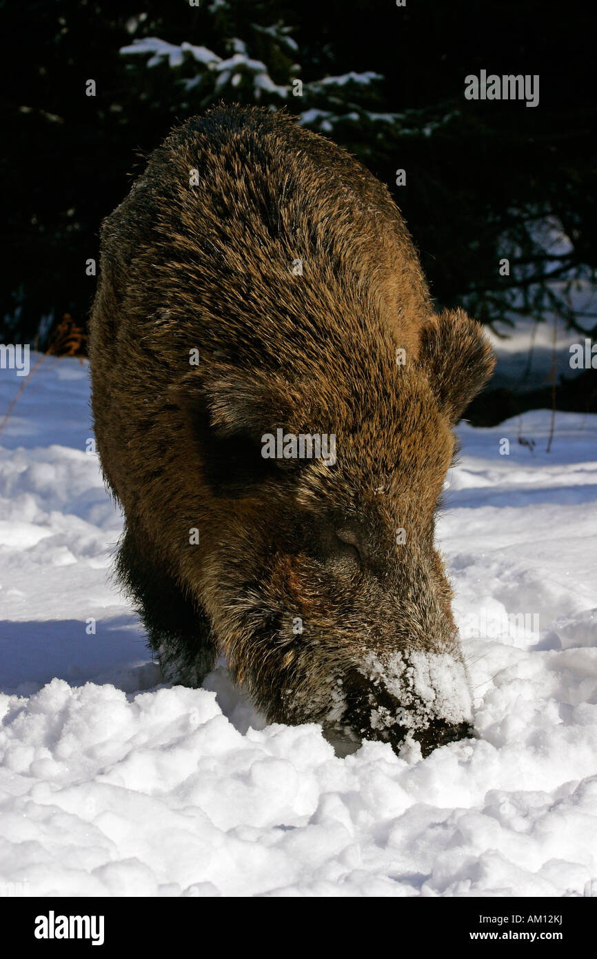 Wildschwein bache sus wild boar hi-res stock photography and images - Alamy
