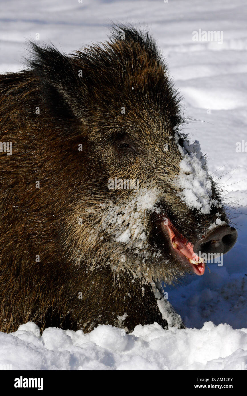 Yawning wild boar in winter (Sus scrofa Stock Photo - Alamy