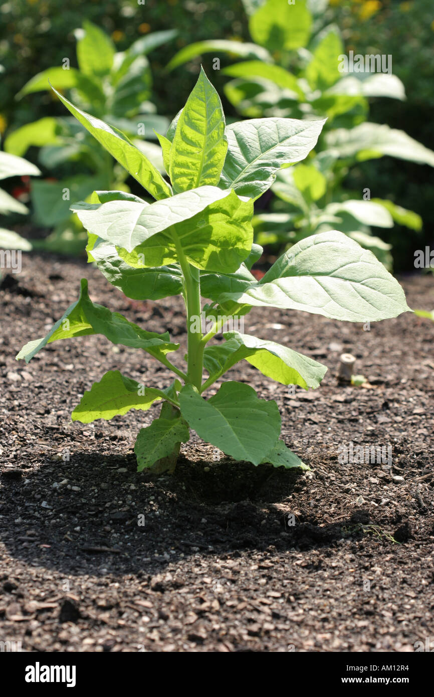 Tobacco chew hi-res stock photography and images - Alamy