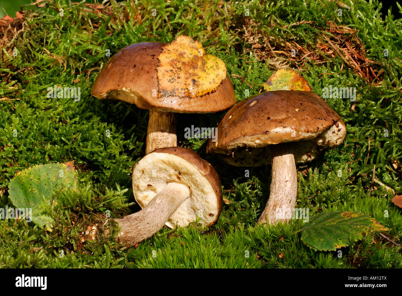 Boletus Slide