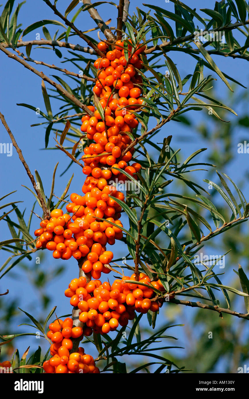 Sea buckthorn - bush with berries - sallow thorn - medicinal plant ...