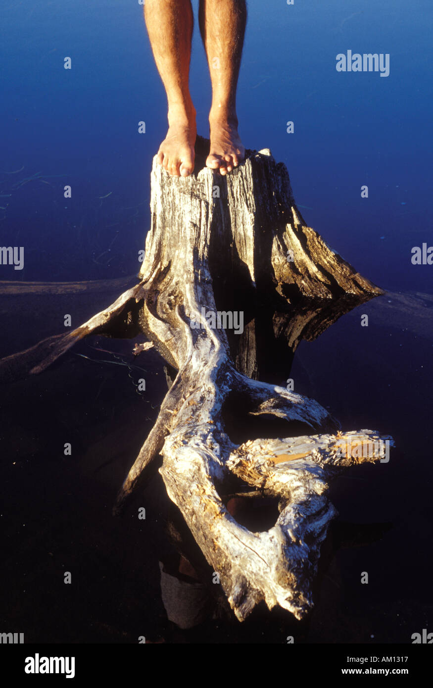 Leg Stump High Resolution Stock Photography and Images - Alamy