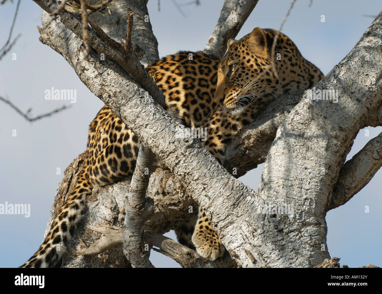 Leopardenbaum hi-res stock photography and images - Alamy