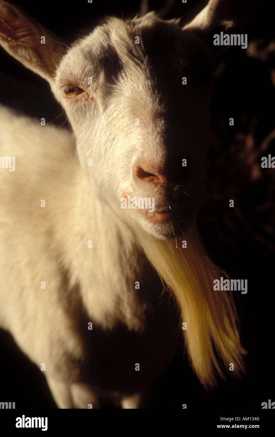 Funny goat portrait soft hi-res stock photography and images - Alamy
