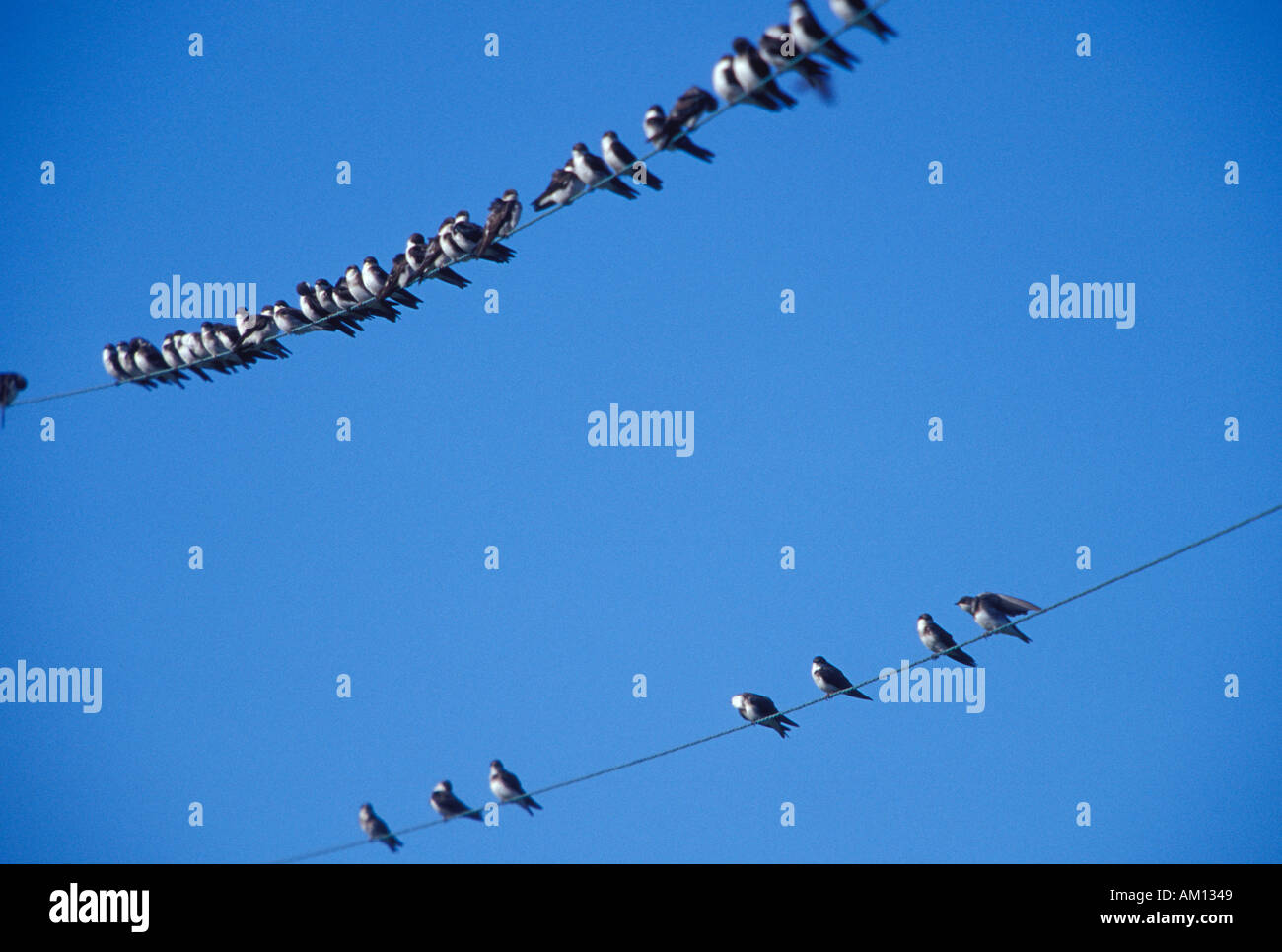 Birds on a wire Stock Photo - Alamy