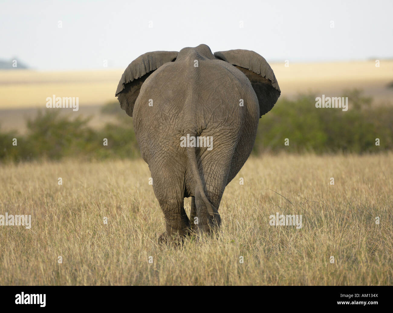 African Bush Elephant (Loxodonta africana), rear view, Masai Mara ...