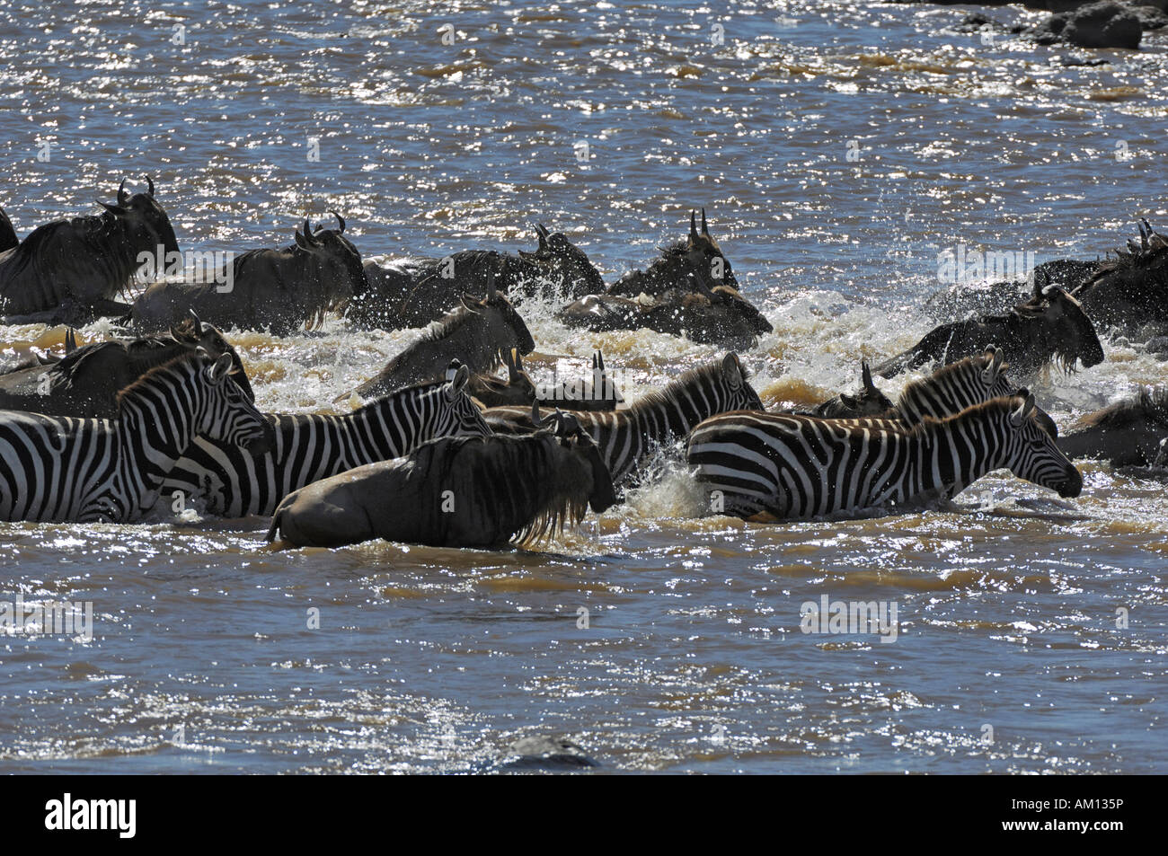 Gnu, Blue Wildebeest (Connochaetes taurinus), gnu migration, gnus and ...