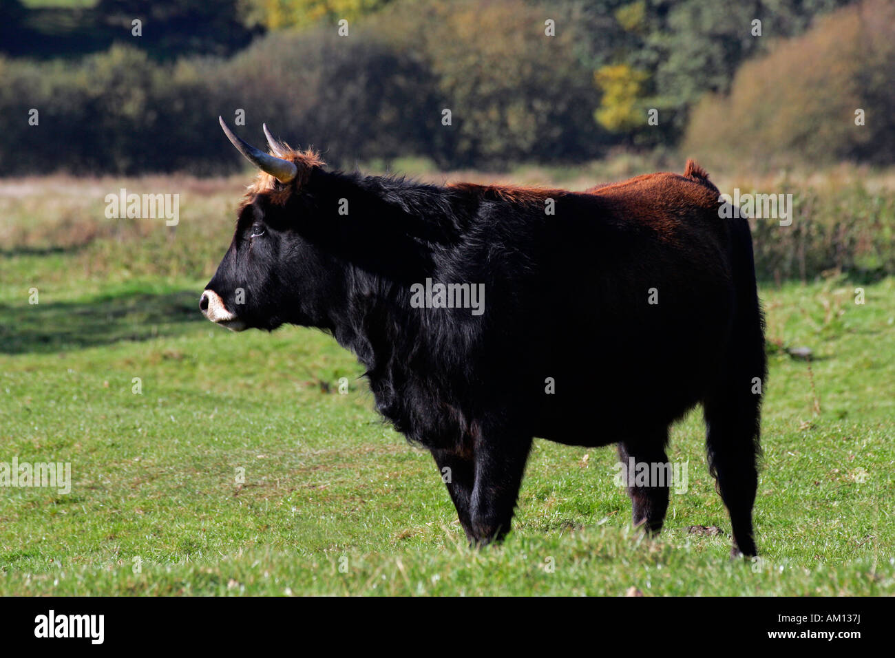 Rueckzuechtungen hi-res stock photography and images - Alamy