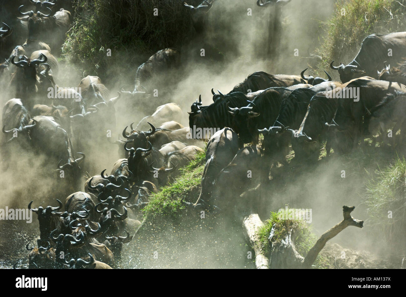 Afrikanische migration hi-res stock photography and images - Alamy