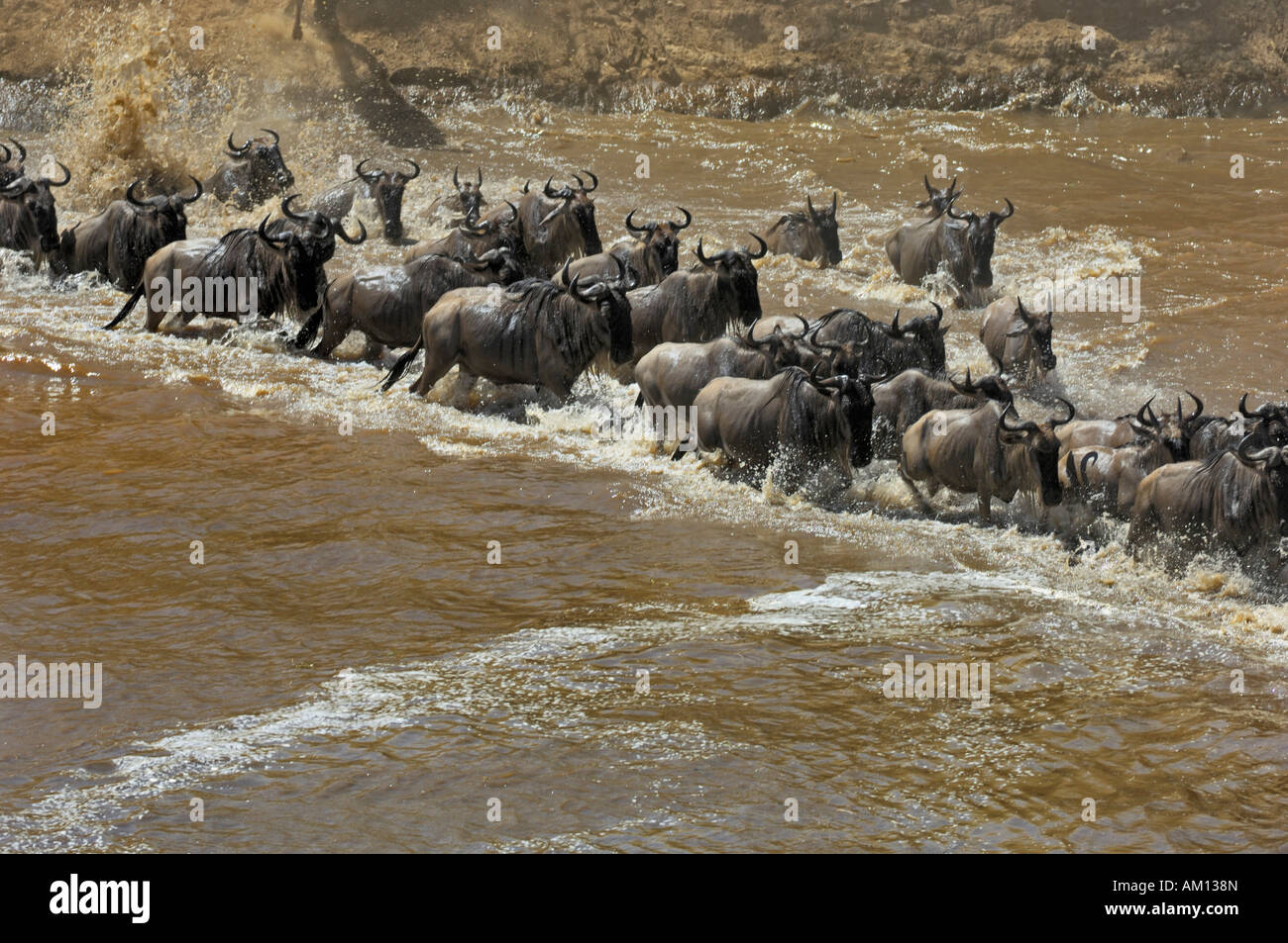 Gnu, Blue Wildebeest (Connochaetes taurinus), gnu migration, gnus ...