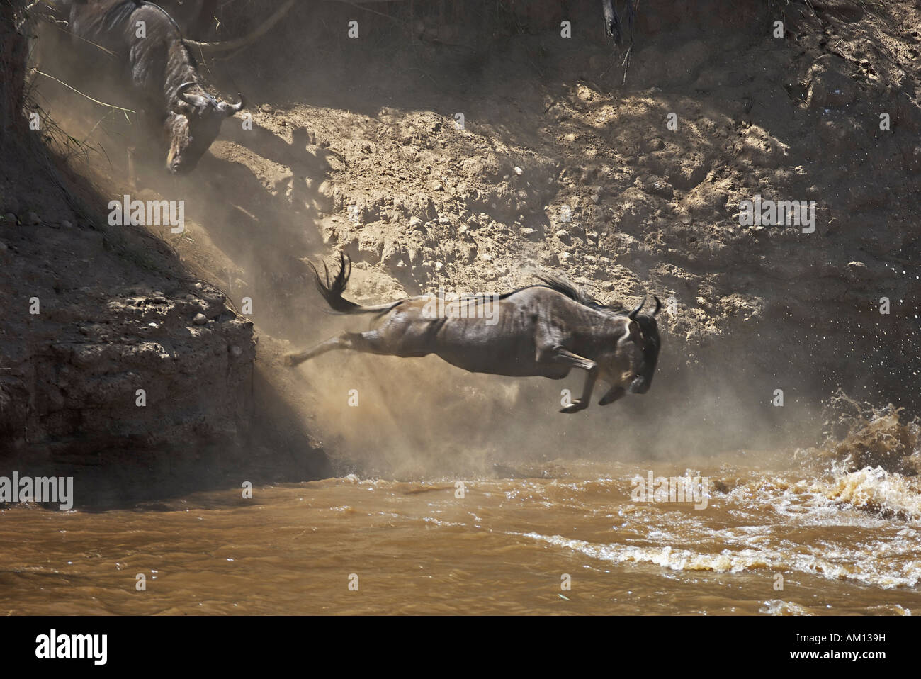 Gnu, Blue Wildebeest (Connochaetes taurinus), gnu migration, gnus ...