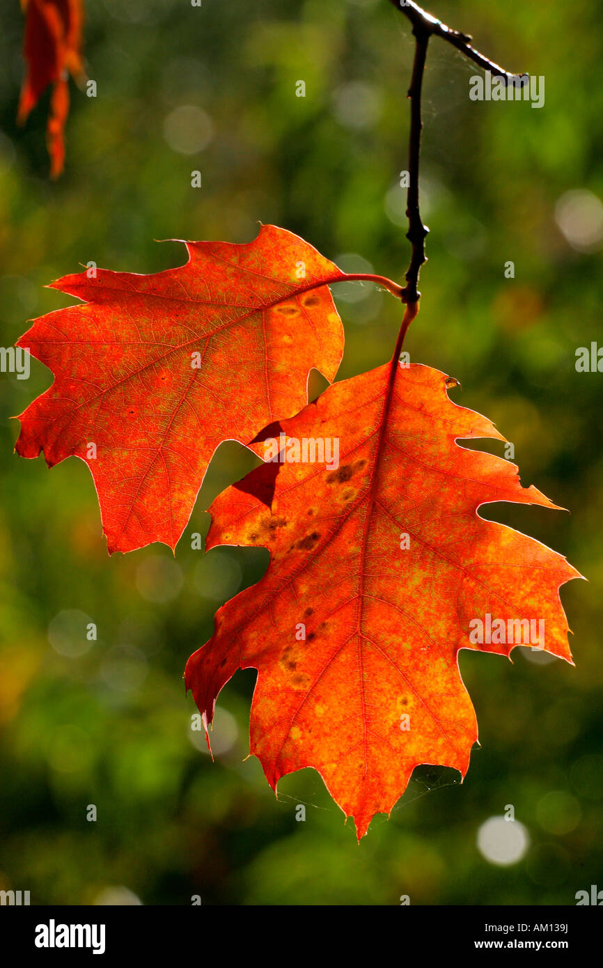 American red oak - leaves in autumn colours - colourful foliage ...