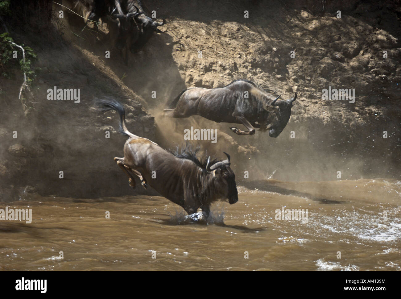 Gnu, Blue Wildebeest (Connochaetes taurinus), gnu migration, gnus ...