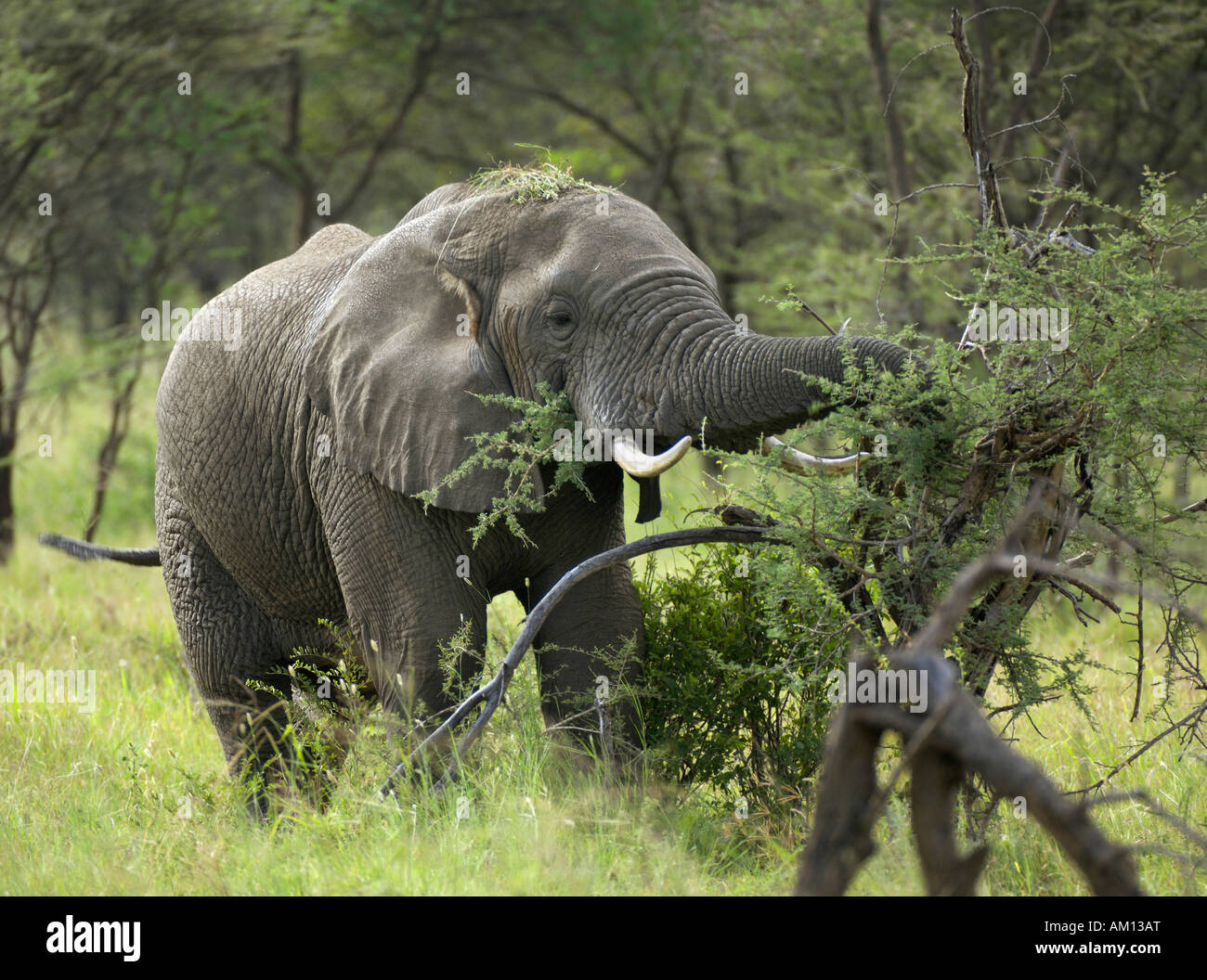 African Bush Elephant (Loxodonta africana), eating bush, Western ...