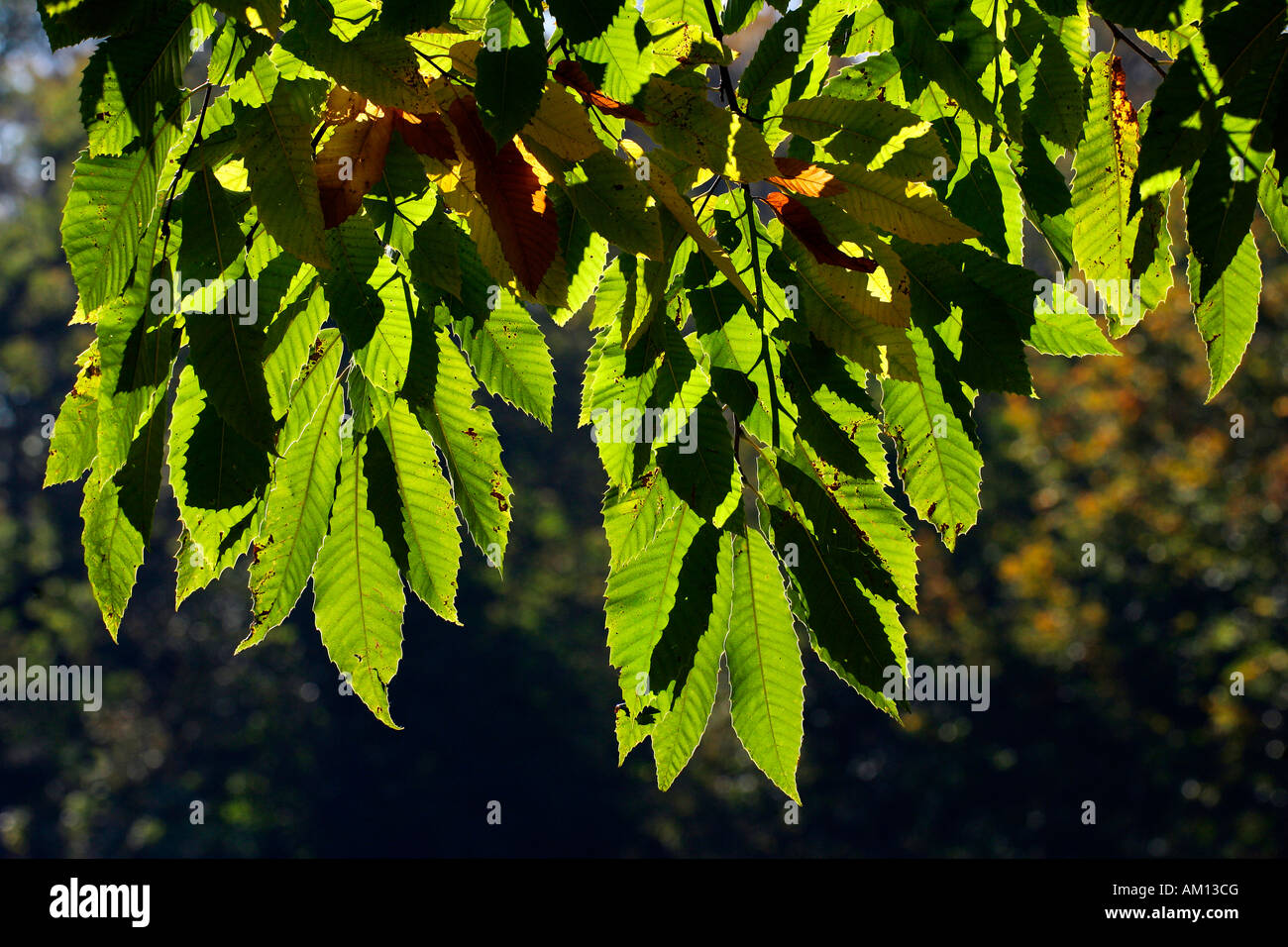 Spanish chestnut - sweet chestnut - leaves in autumn colours ...