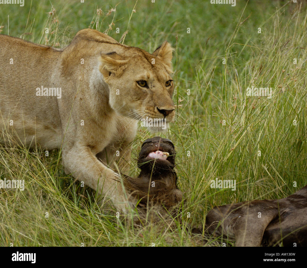 Lion (Panthera leo), hunting lioness guarding her kill, Western ...