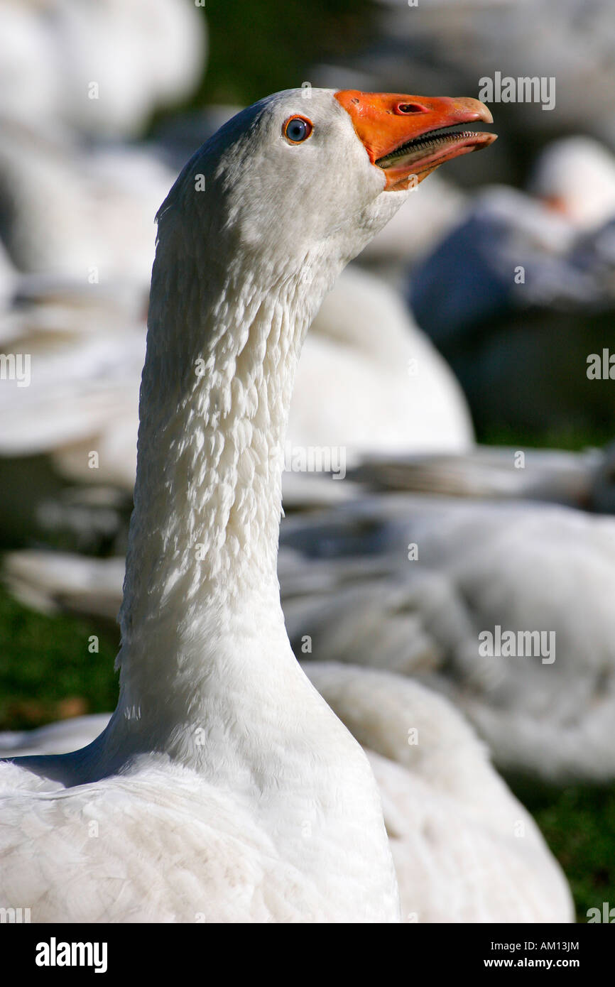 White domestic goose - watchful gander - domestic geese (Anser anser ...