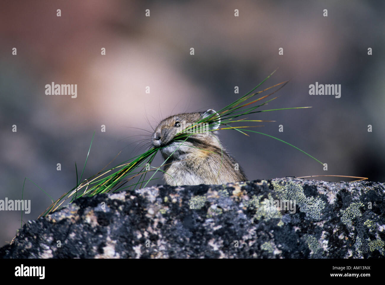 American pika hi-res stock photography and images - Alamy