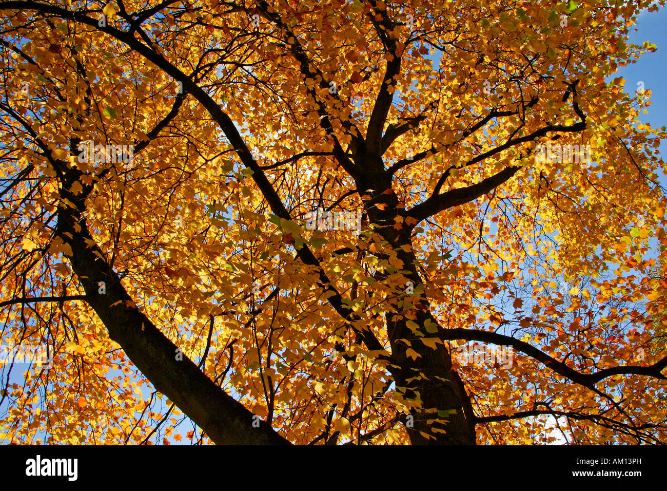 Tulpenbaum liriodendron tulipifera hi-res stock photography and images ...