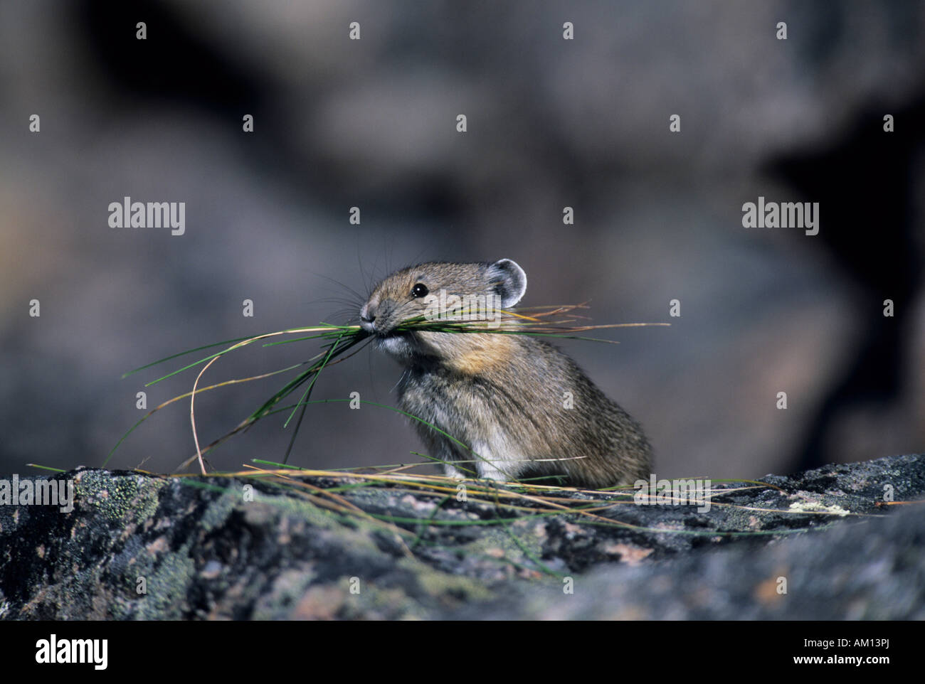 American Pika (Ochotona princeps), Mouse Hare, Coney, Pika taking grass ...