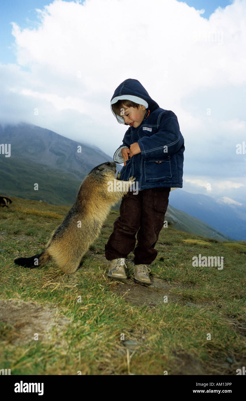 Cheeky Alpine Marmot (Marmota marmota) being fed by a Child Stock Photo ...