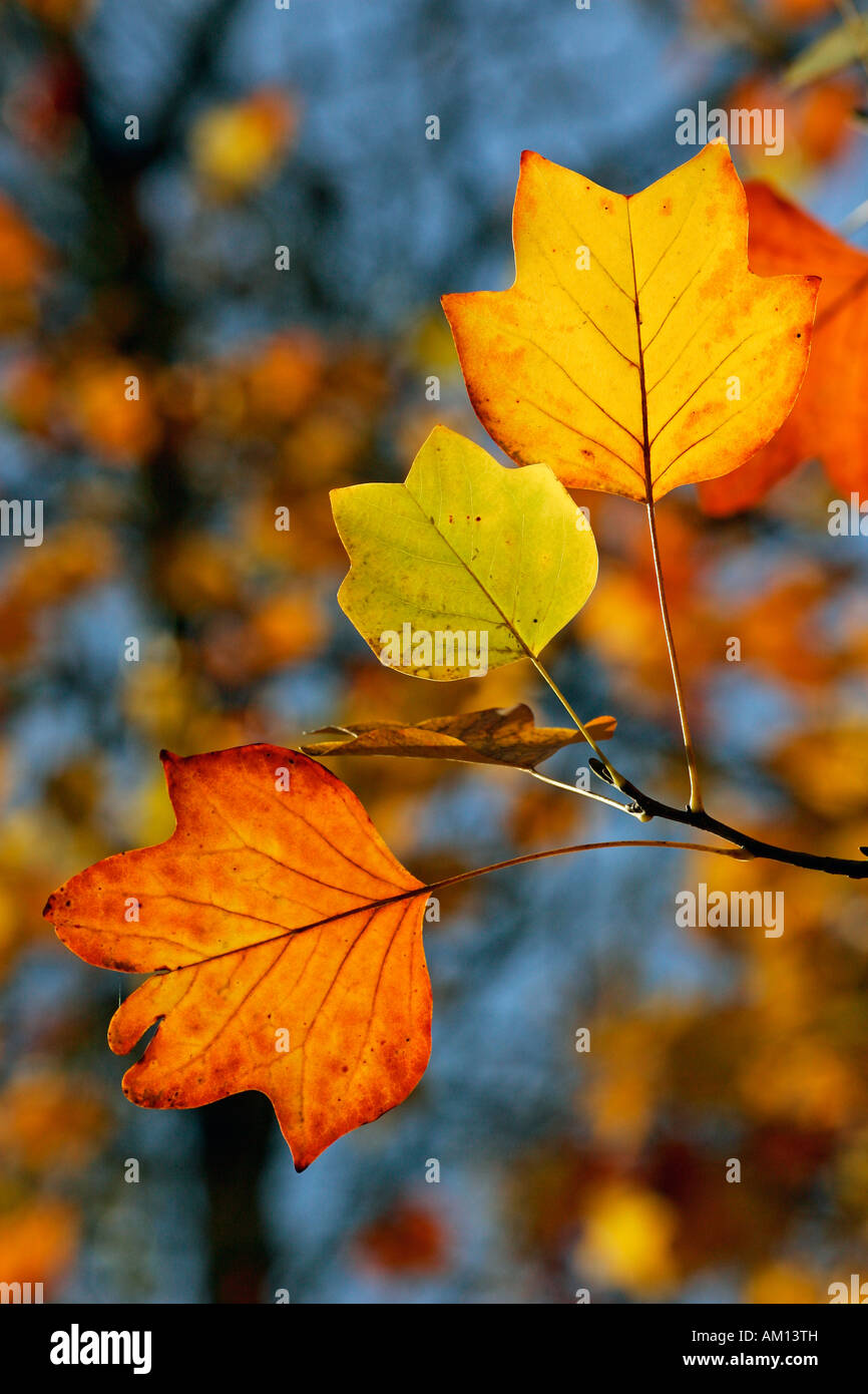 Tulip tree - leaves in autumn colours - colourful foliage (Liriodendron ...