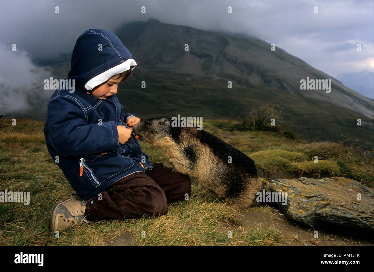 Cheeky Alpine Marmot (Marmota marmota) being fed by a Child Stock Photo ...