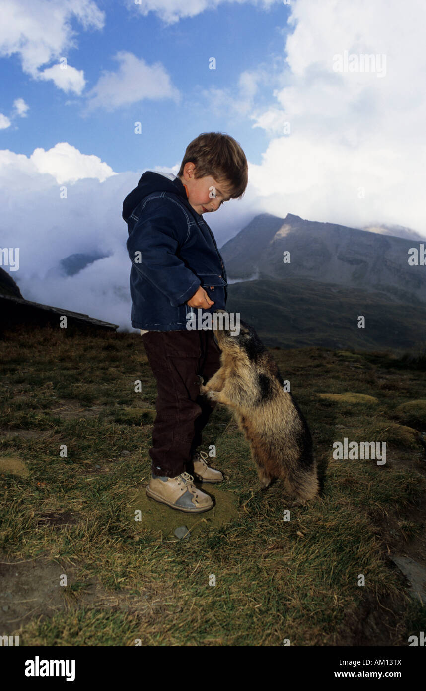 Cheeky Alpine Marmot (Marmota marmota) being fed by a Child Stock Photo ...