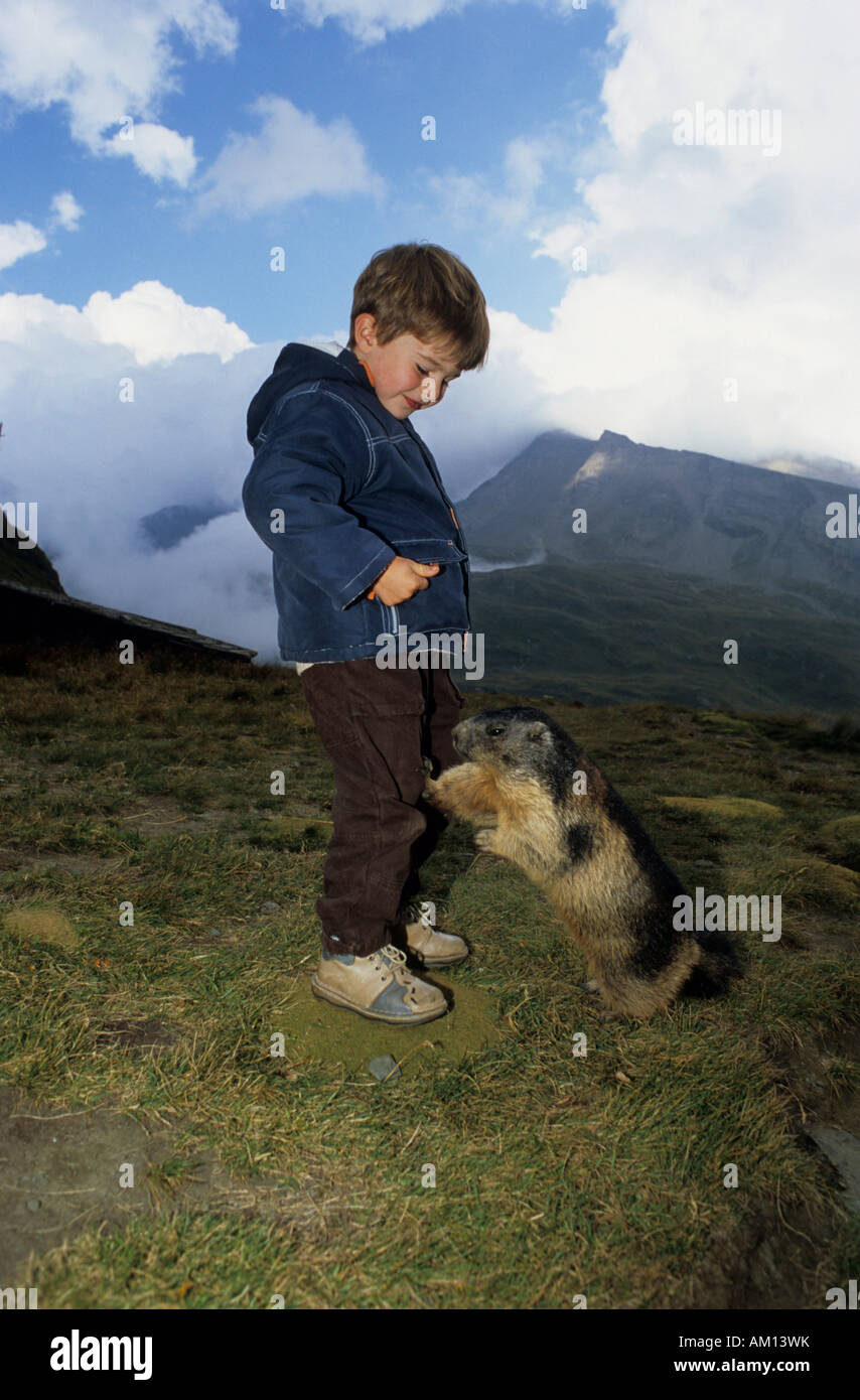 Cheeky Alpine Marmot (Marmota marmota) being fed by a Child Stock Photo ...