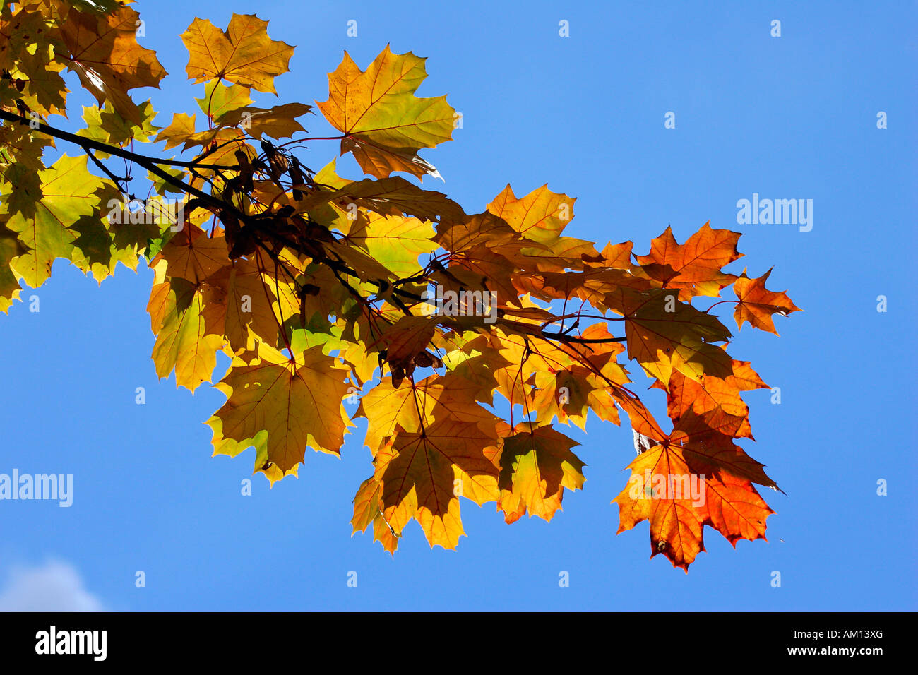 Norway maple - leaves in autumn colours - colourful foliage (Acer ...