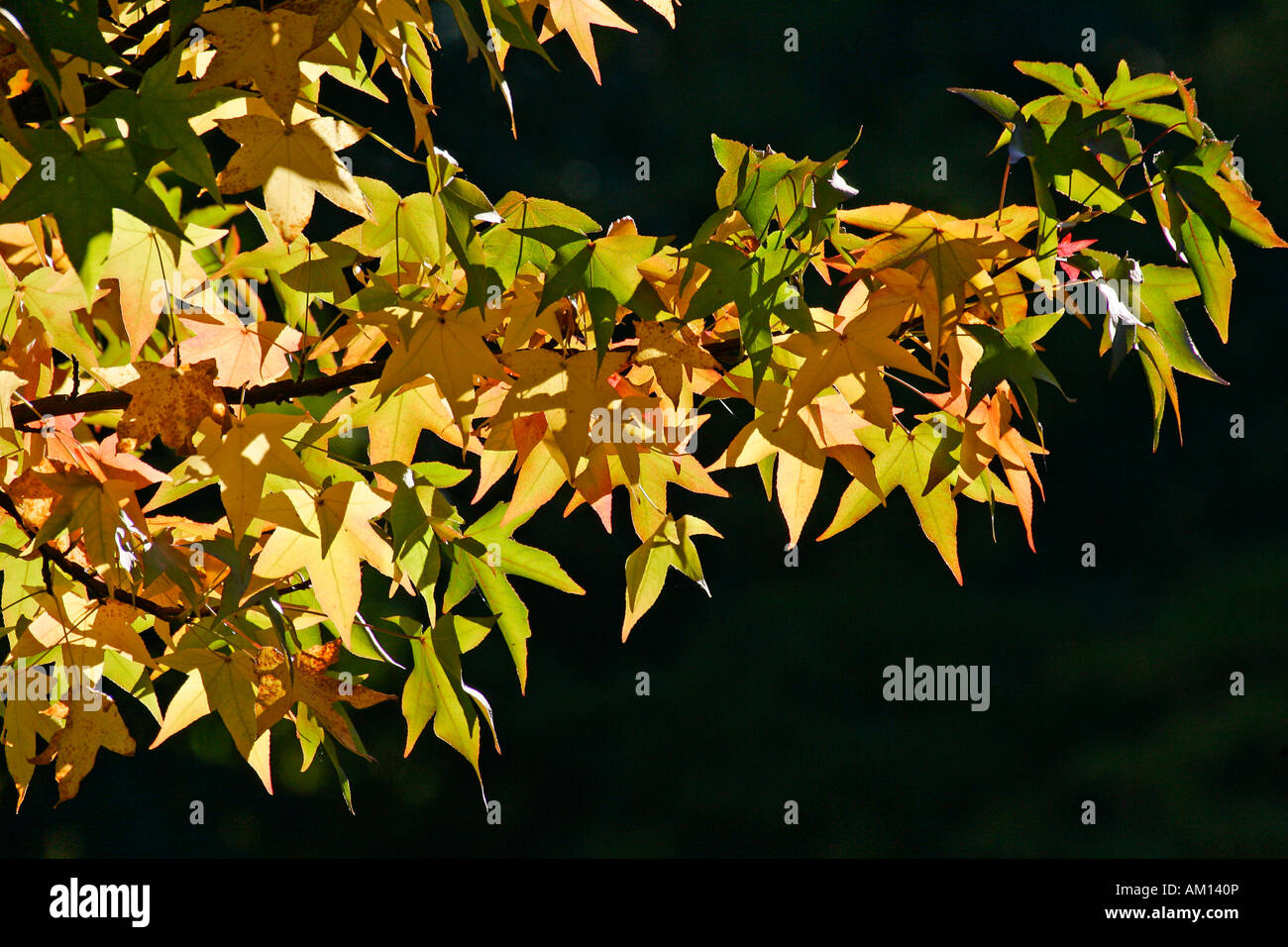 Red gum - sweet gum - tree - leaves in autumn colours - colourful ...