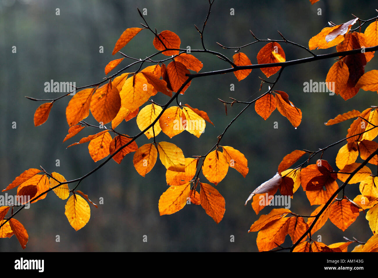 Baumbilder hi-res stock photography and images - Alamy