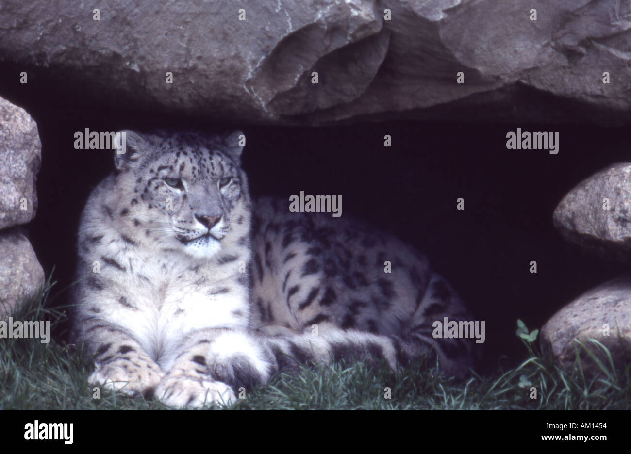 Snow leopard Panthera uncia captive Stock Photo - Alamy