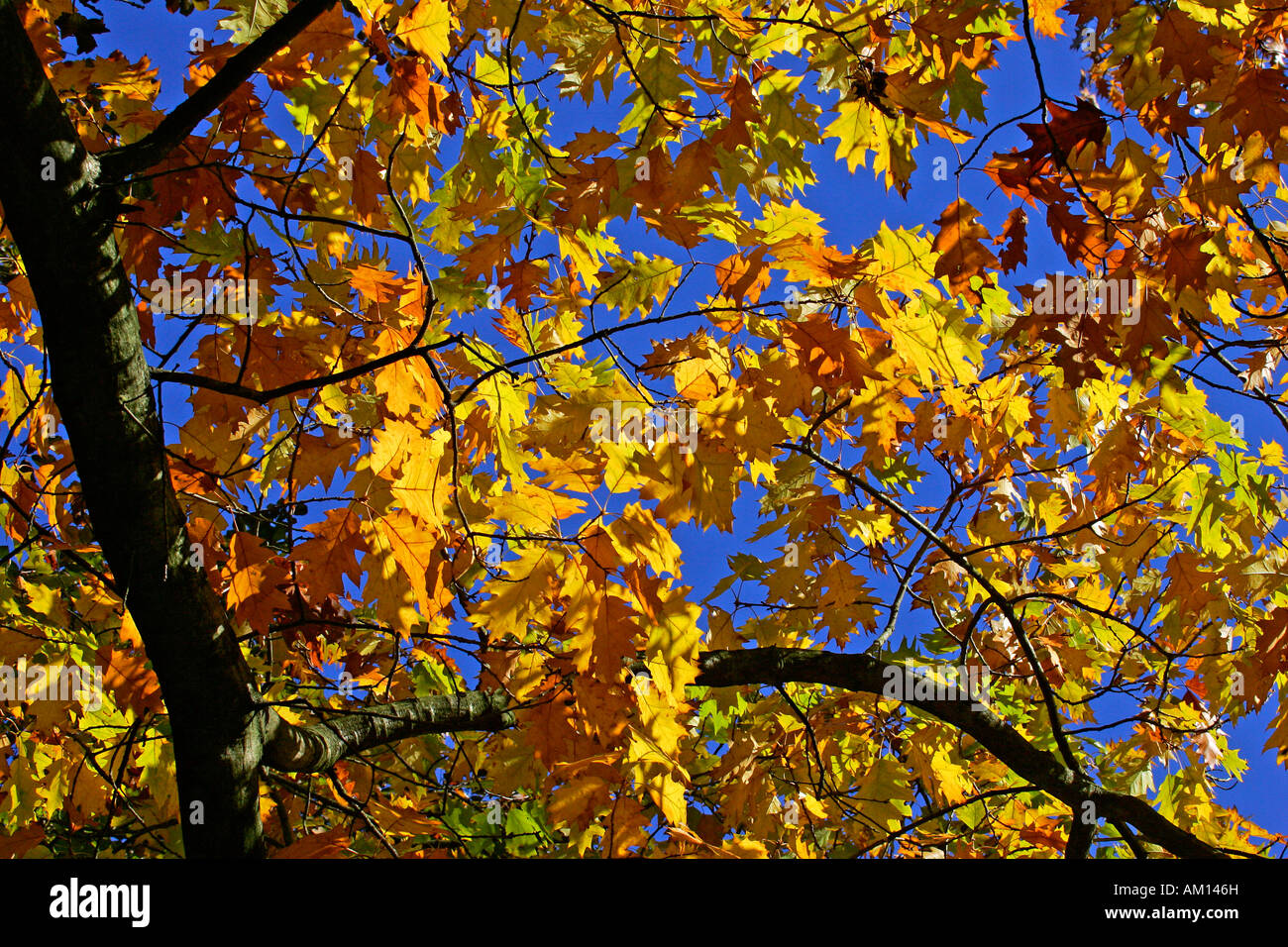American red oak - leaves in autumn colours - colourful foliage ...