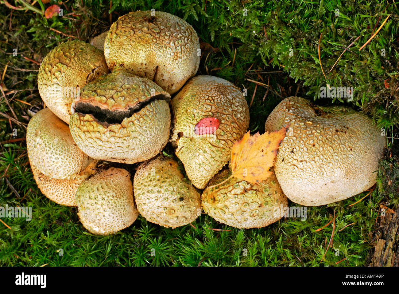 Common earth ball mushrooms toadstool hi-res stock photography and ...