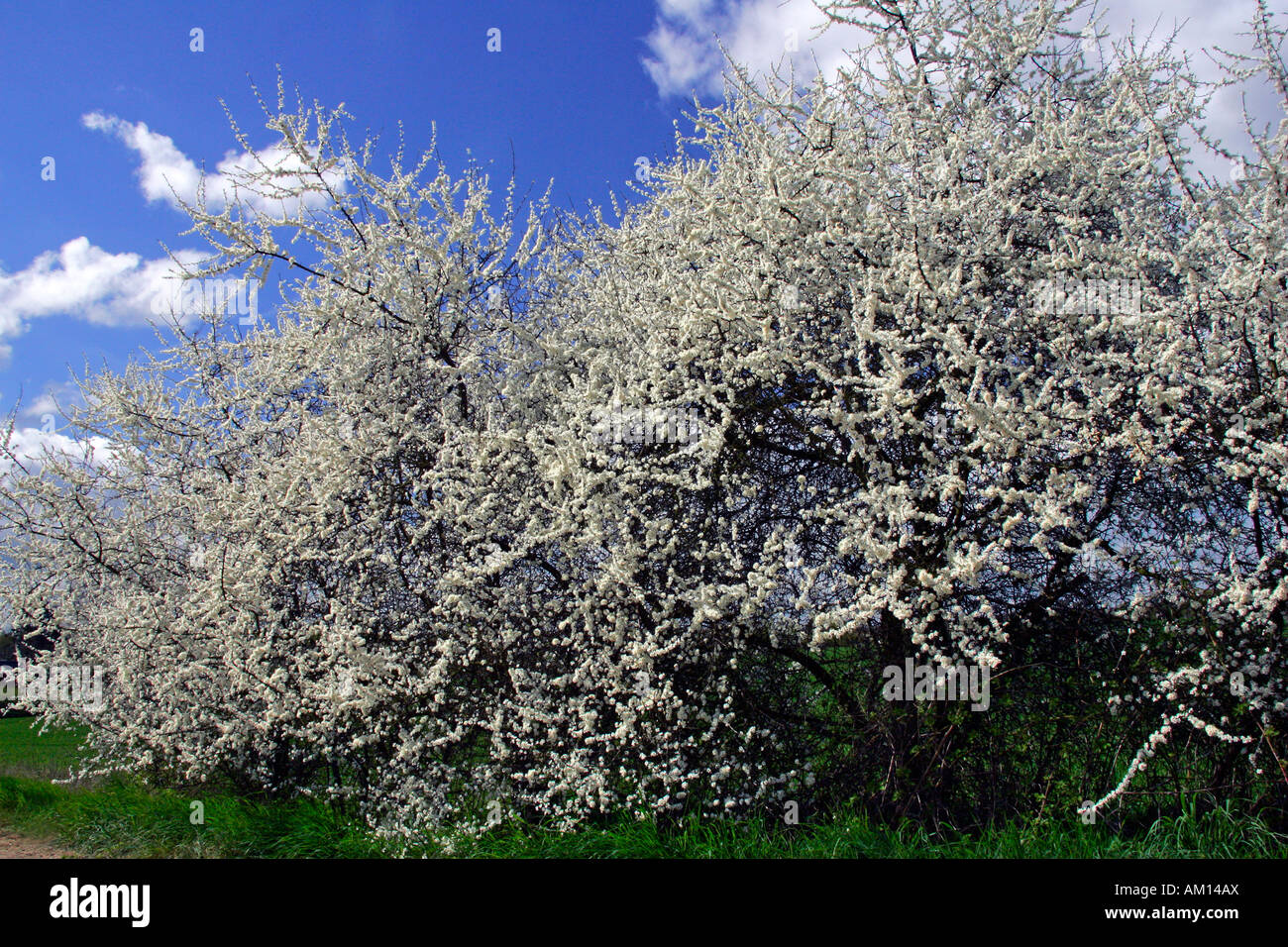 Flowering blackthorn - sloe (Prunus spinosa Stock Photo - Alamy