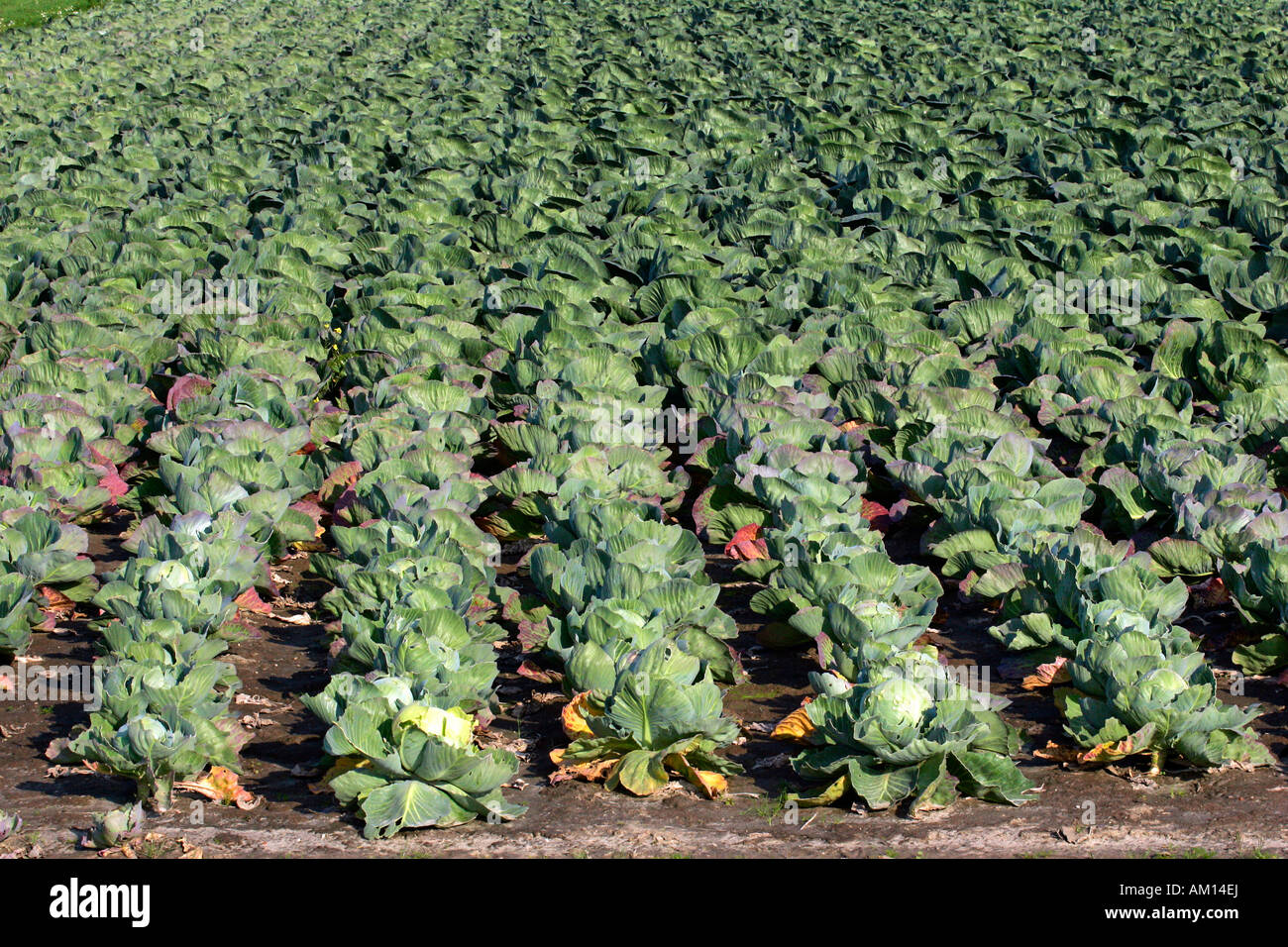 White cabbage - cabbage field - vegetable (Brassica oleracea var ...